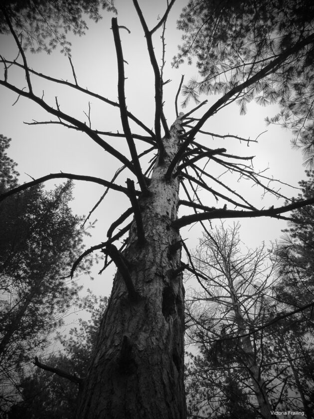 If trees could talk | News, Sports, Jobs - The Mining Journal